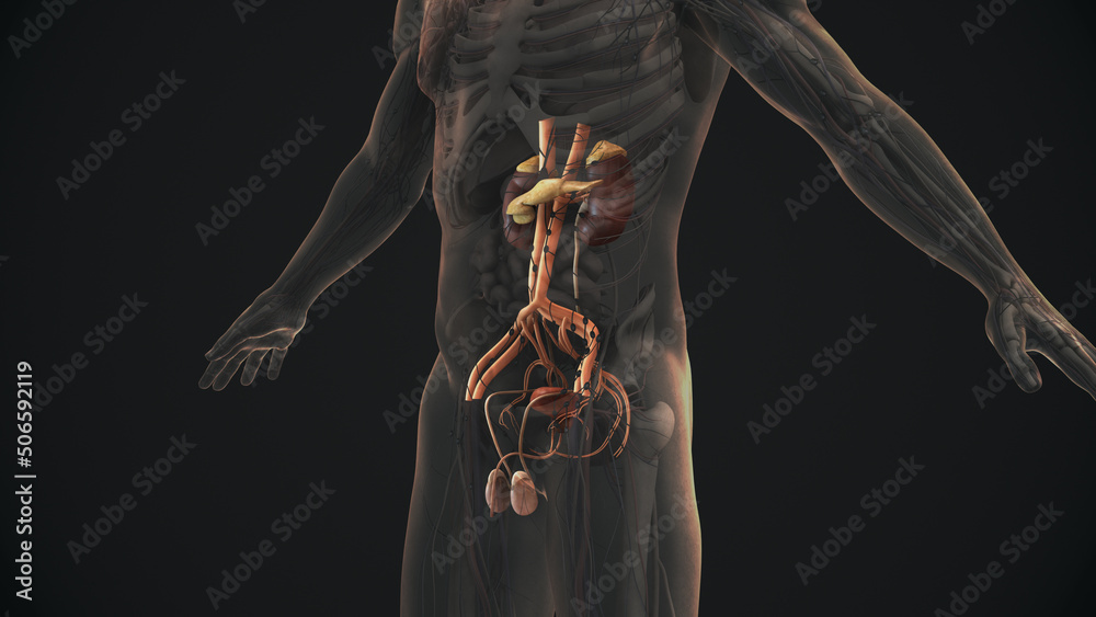 Anatomy of the male urinary and reproductive system Stock Illustration ...