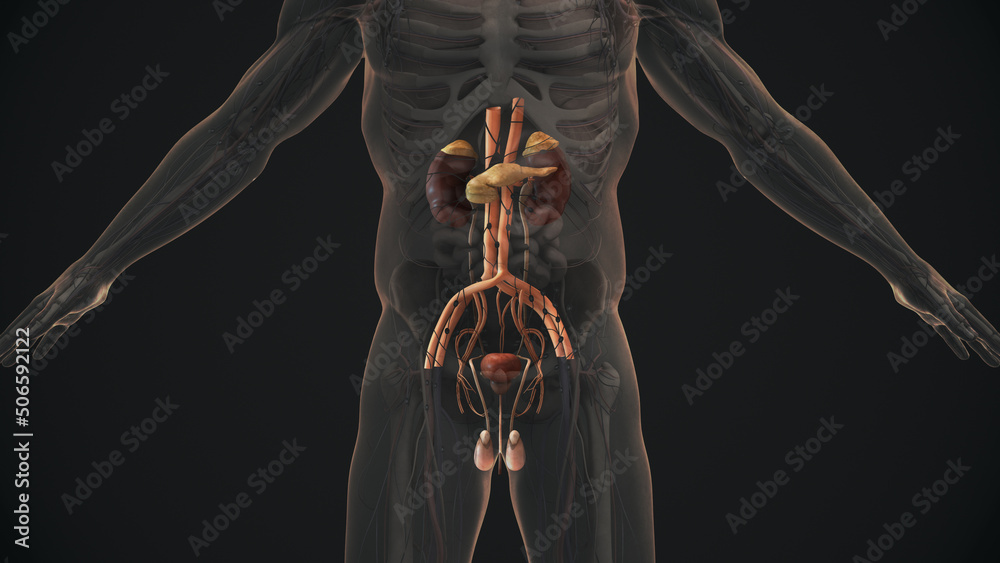 Anatomy of the male urinary and reproductive system Stock Illustration ...