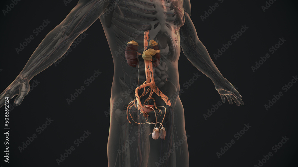 Anatomy of the male urinary and reproductive system Stock Illustration ...