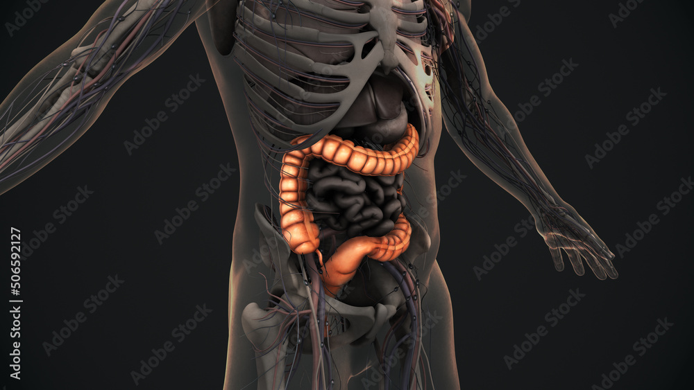 Human large intestine anatomy Stock Illustration | Adobe Stock