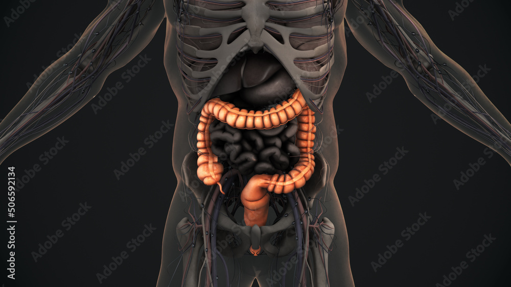 Human large intestine anatomy Stock Illustration | Adobe Stock