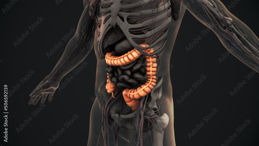 Human large intestine anatomy Stock Illustration | Adobe Stock