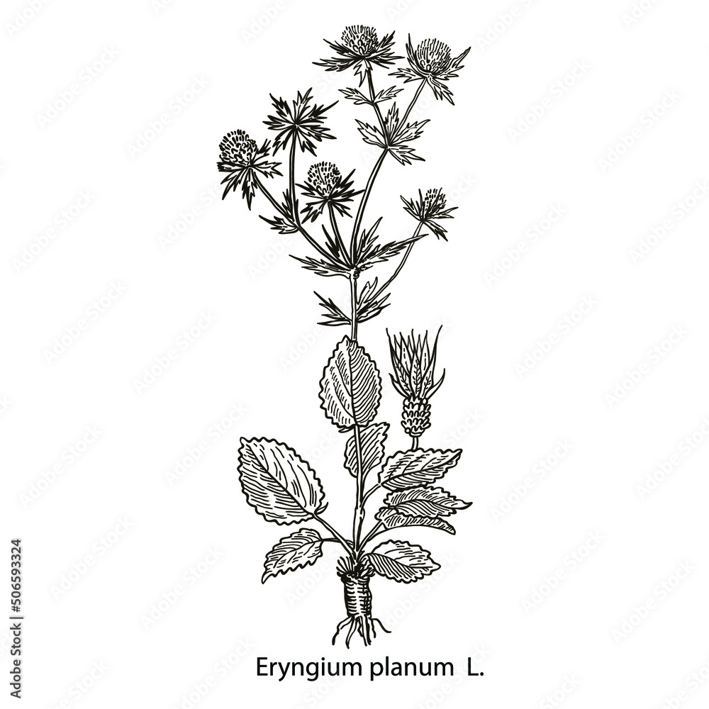 drawing picture isolate on white background, eryngium field plant ...