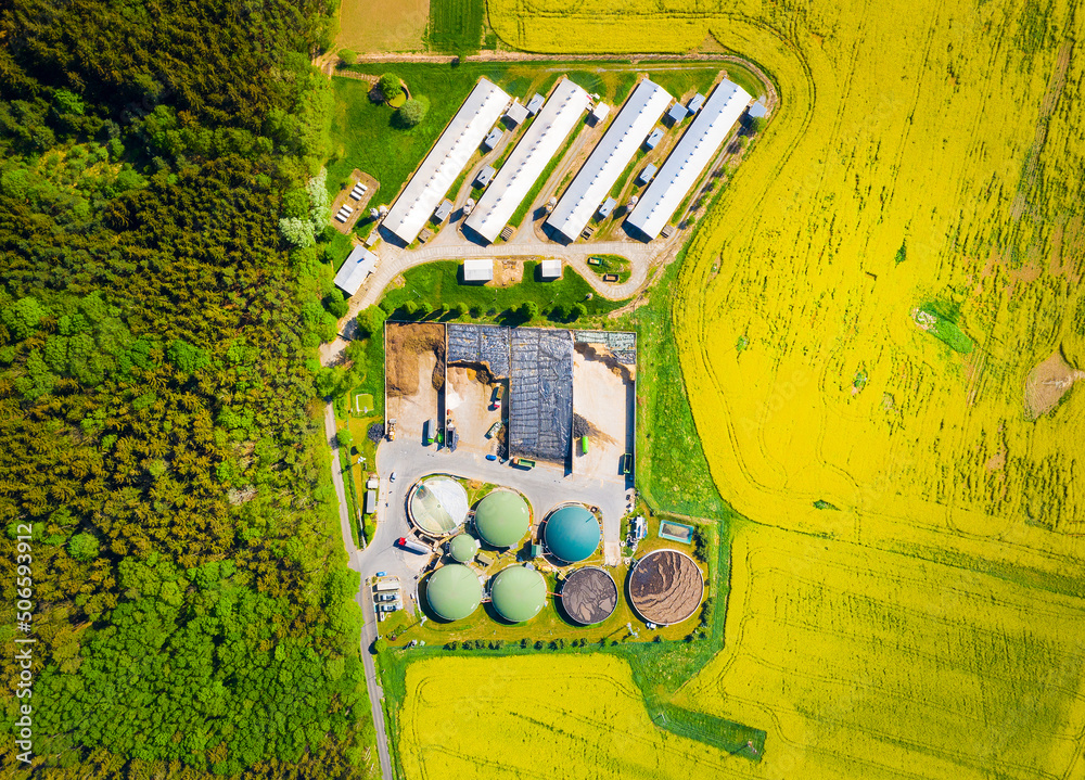 Biogas plant and farm in blooming rapeseed fields. Renewable energy from biomass. Aerial view to ...