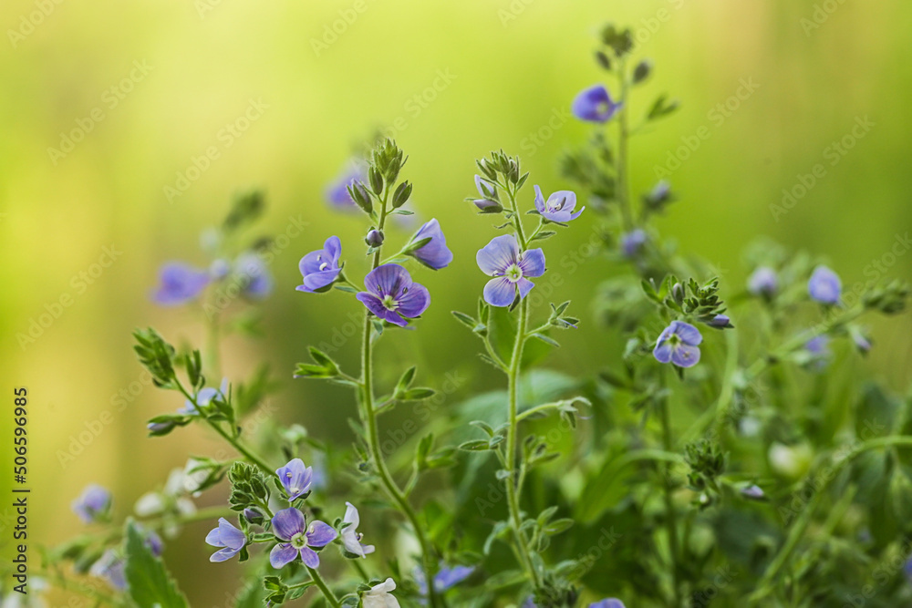 Blue flowers of germander speedwell, Veronica chamaedrys. Wild herbs ...
