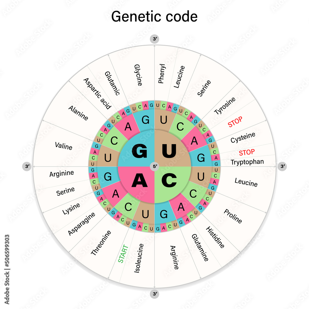 Genetic code. The three bases of an mRNA codon. Amino Acid Sequence ... Genetic code. The three bases of an mRNA codon. Amino Acid Sequence ...