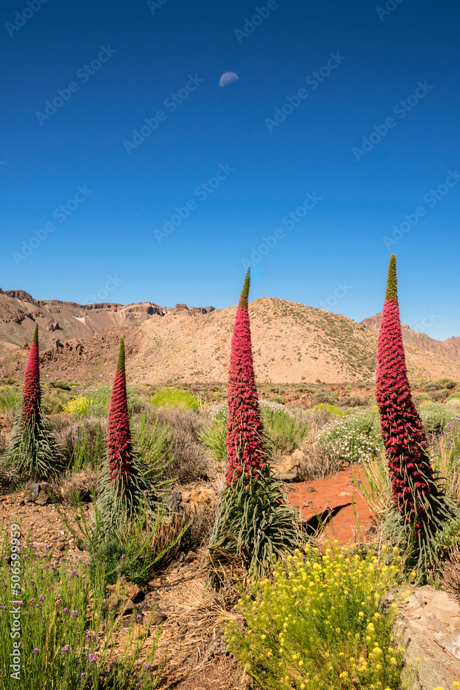 Tajinaste rojos en el Parque Nacional del Teide, Tenerife, Islas ...