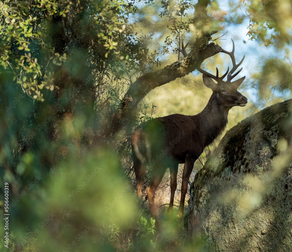 Male deer hidden behind the bush, long shot Stock Photo | Adobe Stock