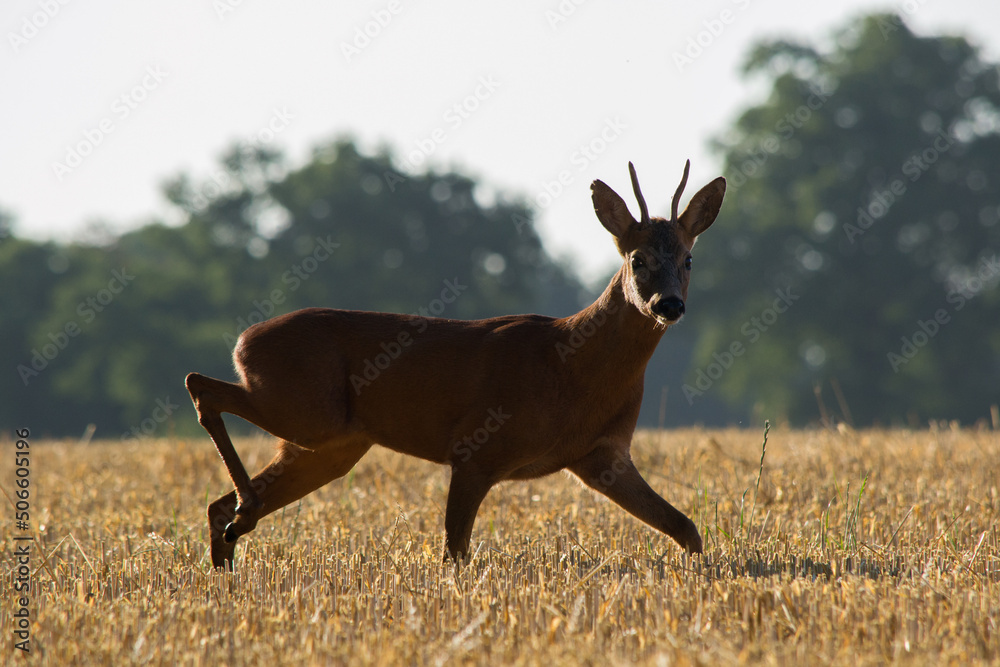 Chevreuil Stock Photo | Adobe Stock