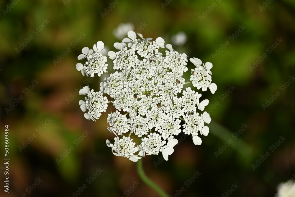 Wild carrot.Daucus carota, whose common names include wild carrot, bird ...