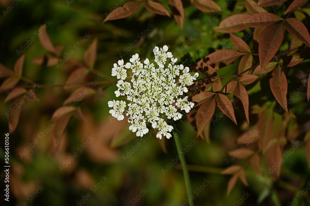 Wild carrot.Daucus carota, whose common names include wild carrot, bird ...