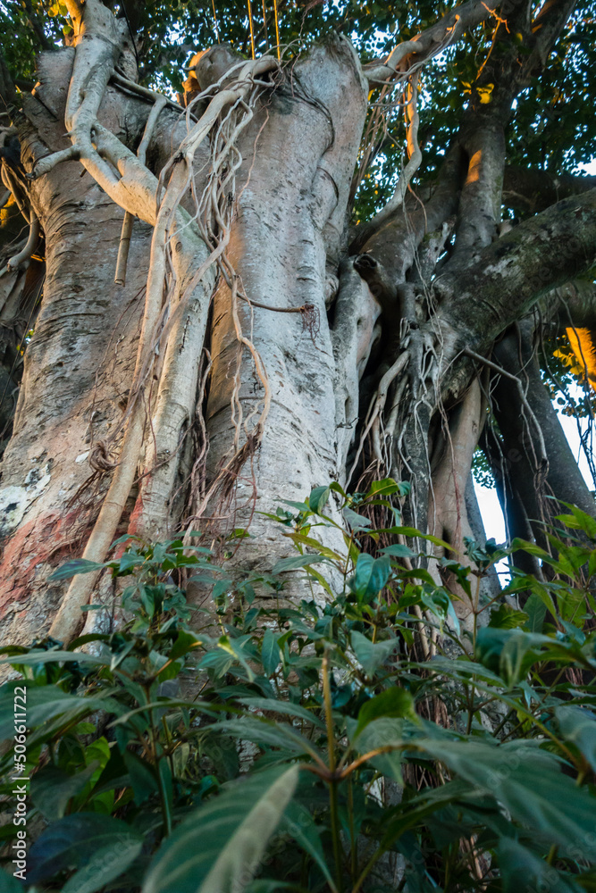 A close up shot of Banyan tree, Ficus benghalensis,Trunk and its ...