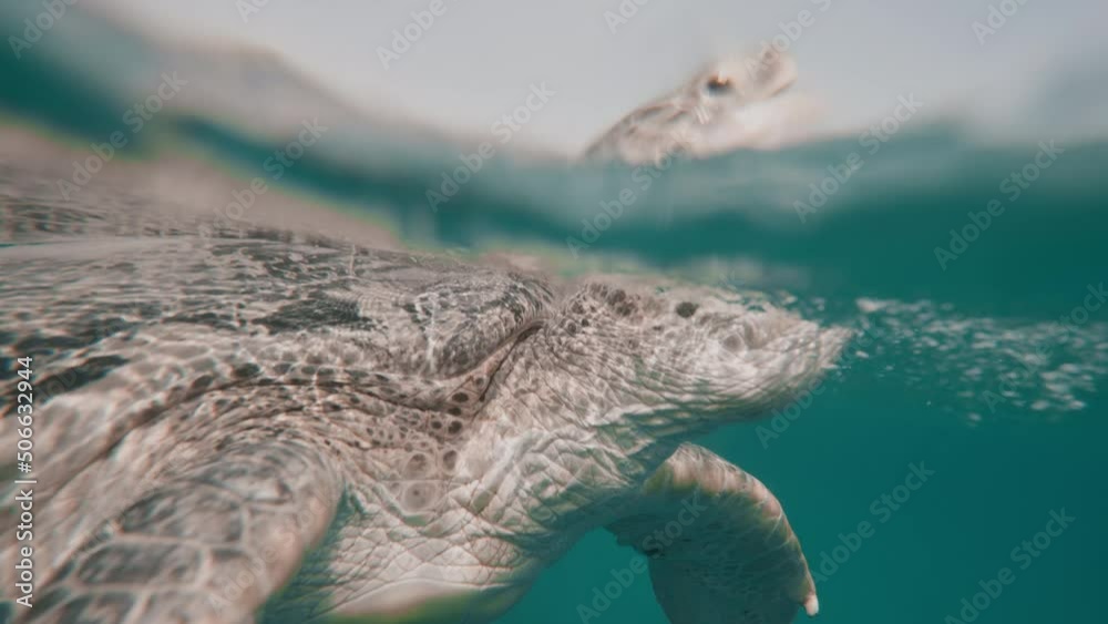 Sea Turtle with Remorafish under shell slowly swimming in water column ...