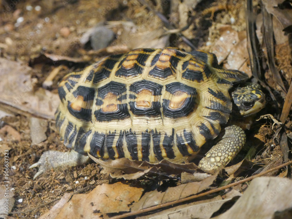 Flat-backed spider tortoise (Pyxis planicauda), more commonly known as ...