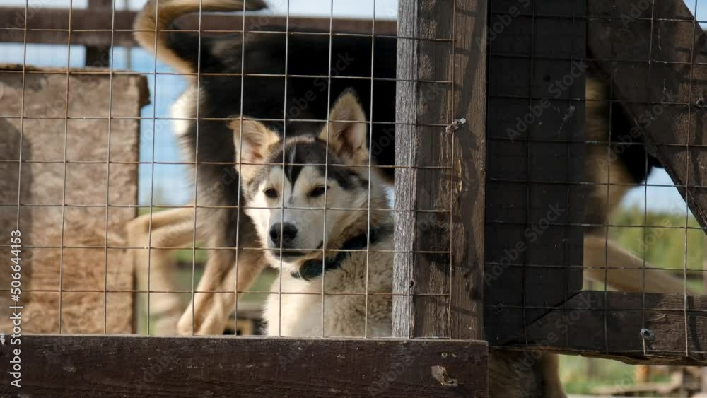 Kennel northern sled Alaskan huskies in summer. Concept lonely homeless ...