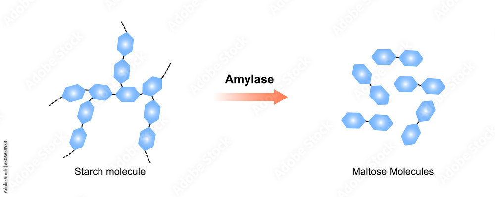 Scientific Designing of Starch Digestion. Amylase Enzyme Effect on ...