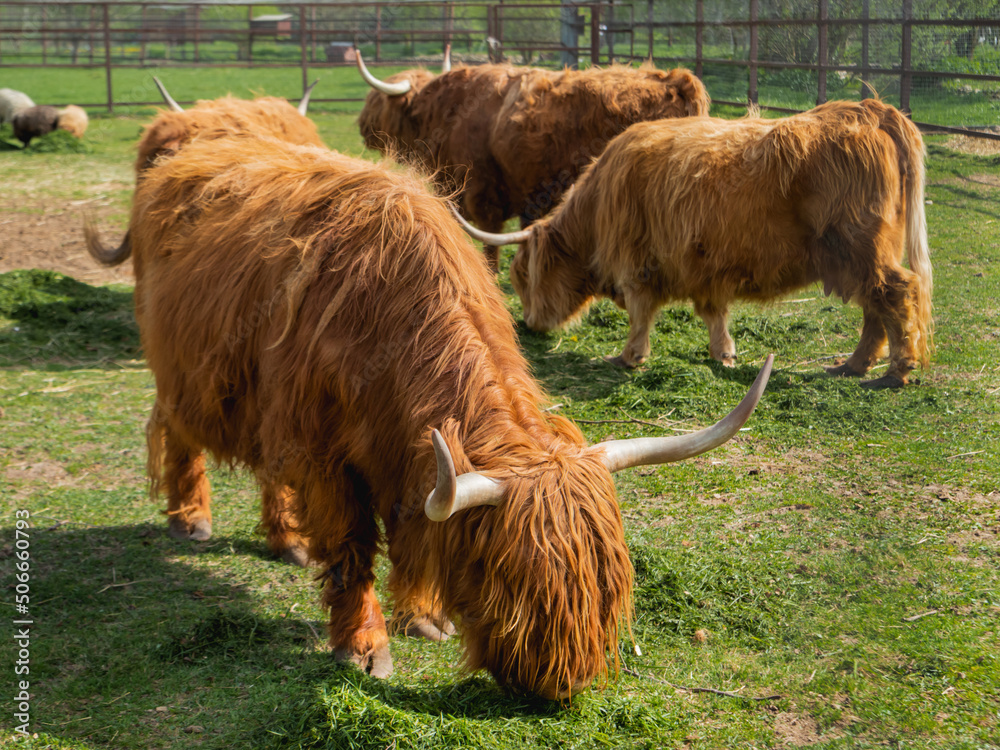Fluffy Cow Breeds