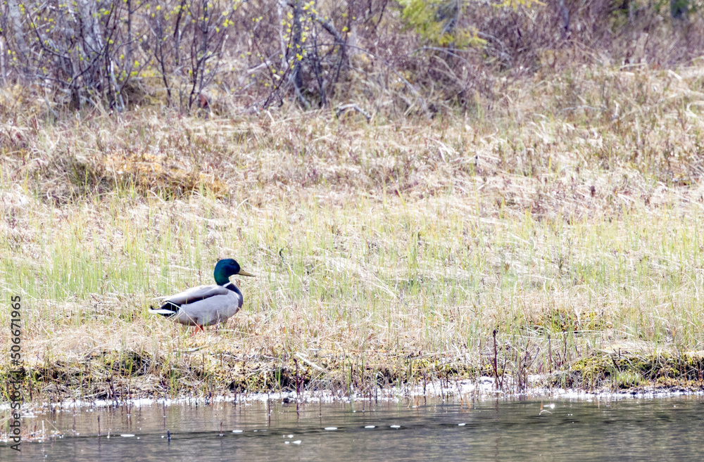 Mallard is a coastal bottom-grazing seabird and a wetland-associated ...