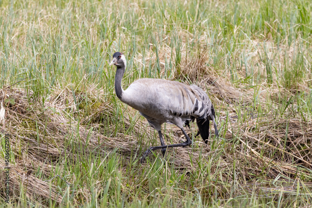 The common crane (Grus grus), also known as the Eurasian crane, is a ...