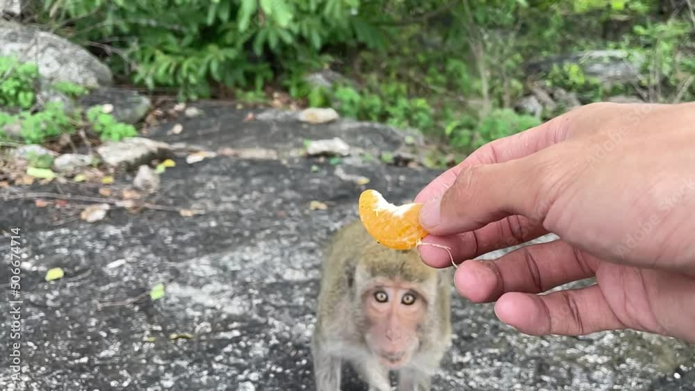 Monkey hand grabbing sweet orange fruit from person’s hand close up ...