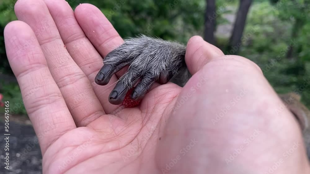 Monkey hand grabbing sweet gummy jelly ball from person’s hand close up ...