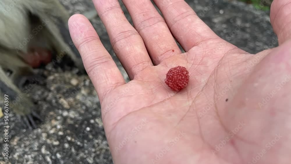 Monkey hand grabbing sweet gummy jelly ball from person’s hand close up ...