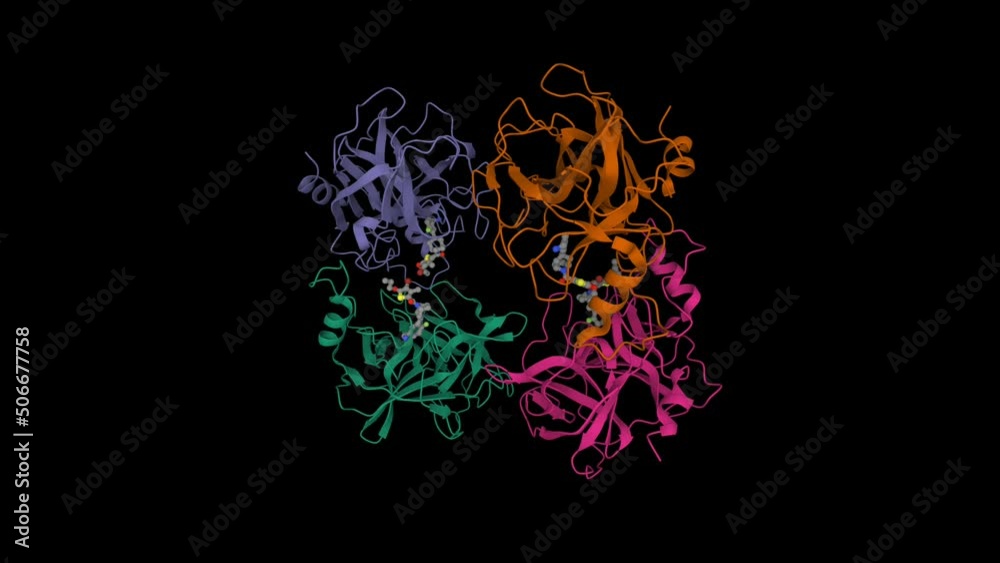 Structure of human beta-tryptase complexed with a synthetic inhibitor ...