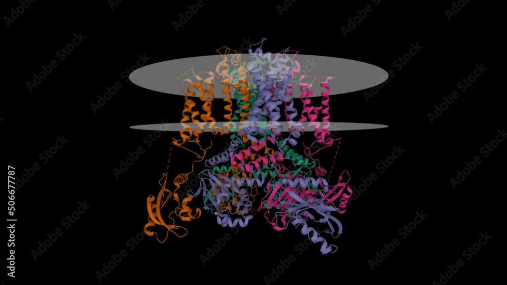 Structure of the human ether-a-go-go related potassium channel ...