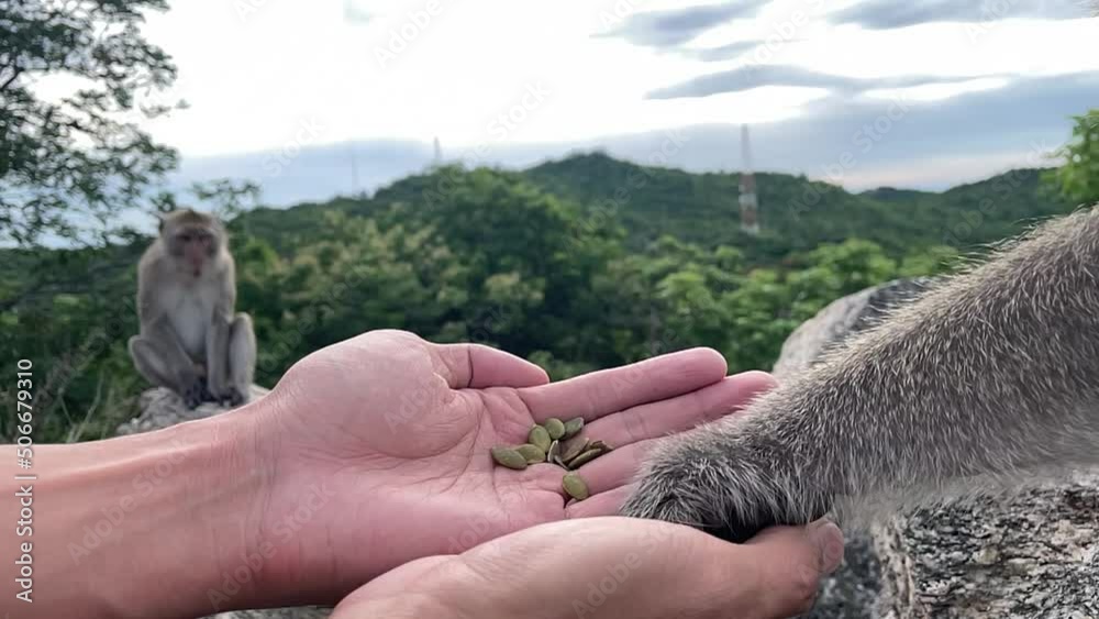Monkey hand grabbing pumpkin seeds snack from person’s hand outdoor ...