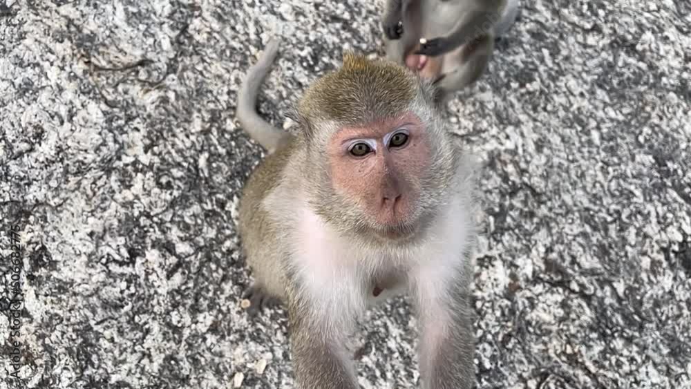Monkey hand grabbing pumpkin seeds snack from person’s hand outdoor ...