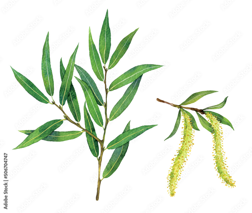Watercolor crack willow or brittle willow branch and fruits. Salix ...