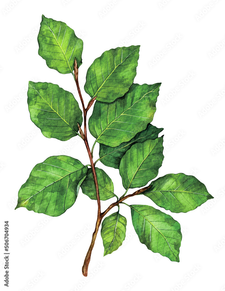 Watercolor European beech or common beech branch. Fagus sylvatica ...