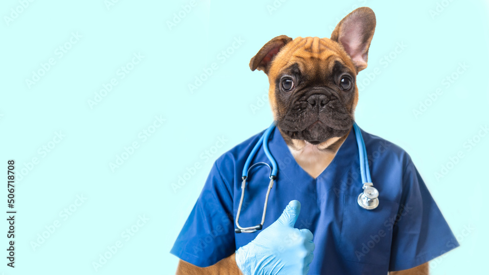 dog doctor veterinar with stethoscope in blue uniform with stethoscope ...
