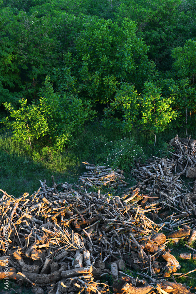 Deforestation of forest nature. Deforestation of forest trees. Natural ...