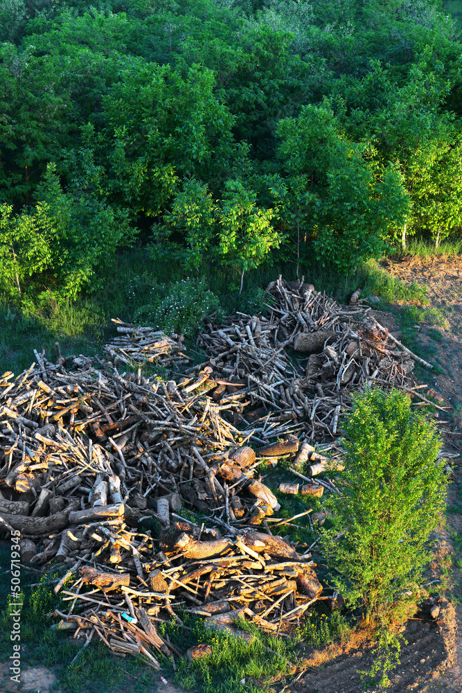 Deforestation of forest nature. Deforestation of forest trees. Natural ...