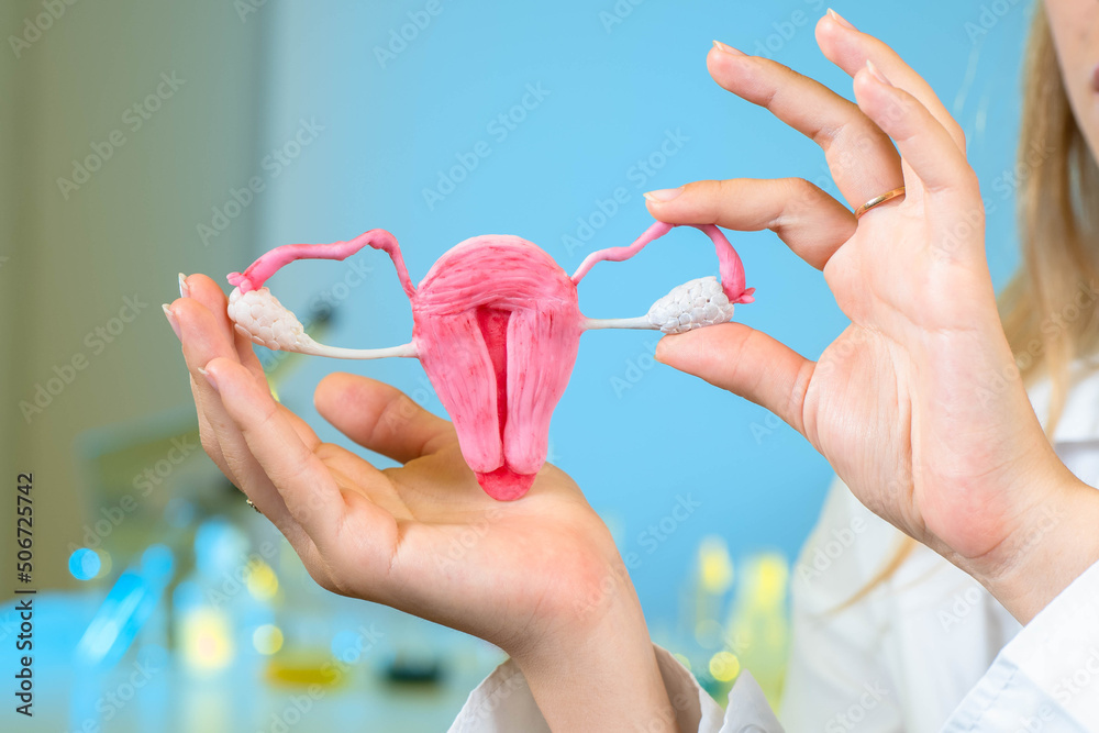 Women health. Female uterus. Female reproductive system. Human anatomy ...