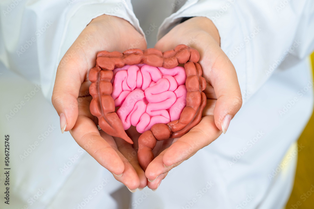 Small and large intestine. Human intestines organ. Anatomy, medicine ...