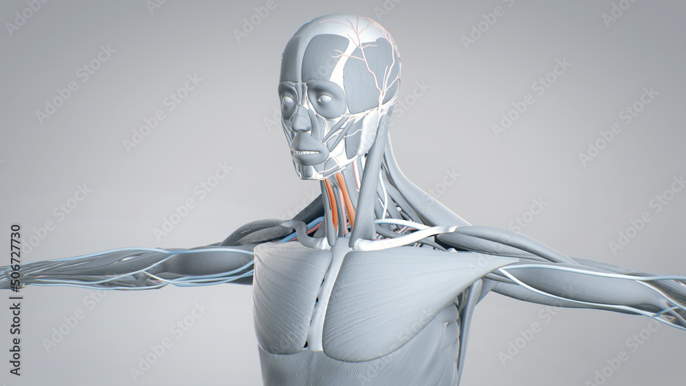 sternohyoid, human muscular system, 3D human anatomy, 3D render Stock ...