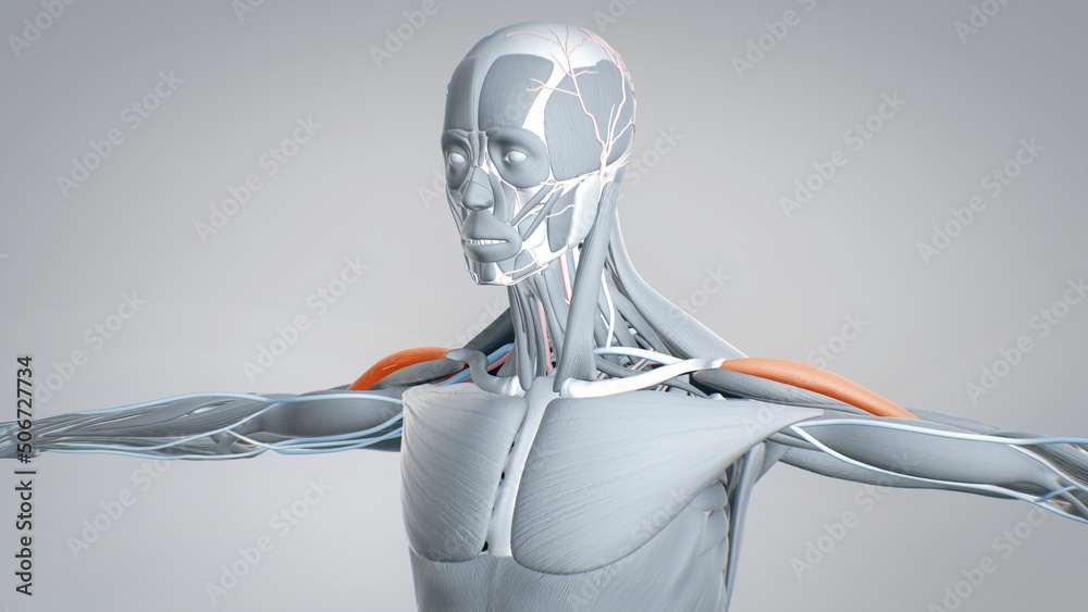Delta muscles of the shoulder, muscles of the arm, human muscular ...