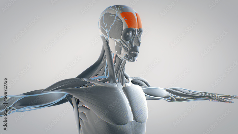 frontalis, muscles of the face, detailed display of face muscles, human ...