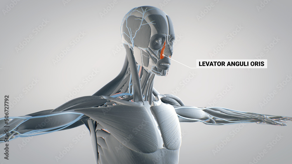 levator anguli oris, human muscular system, 3D human anatomy, 3D render ...