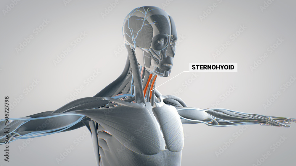 sternohyoid, human muscular system, 3D human anatomy, 3D render Stock ...