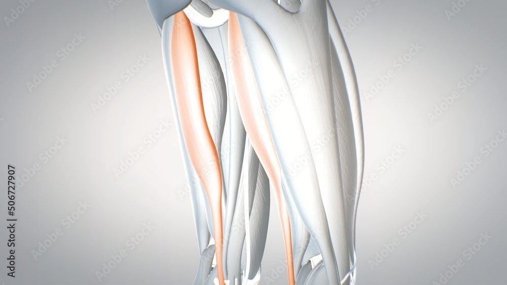 leg muscles, semimembranosus, detailed display of muscles,, human ...