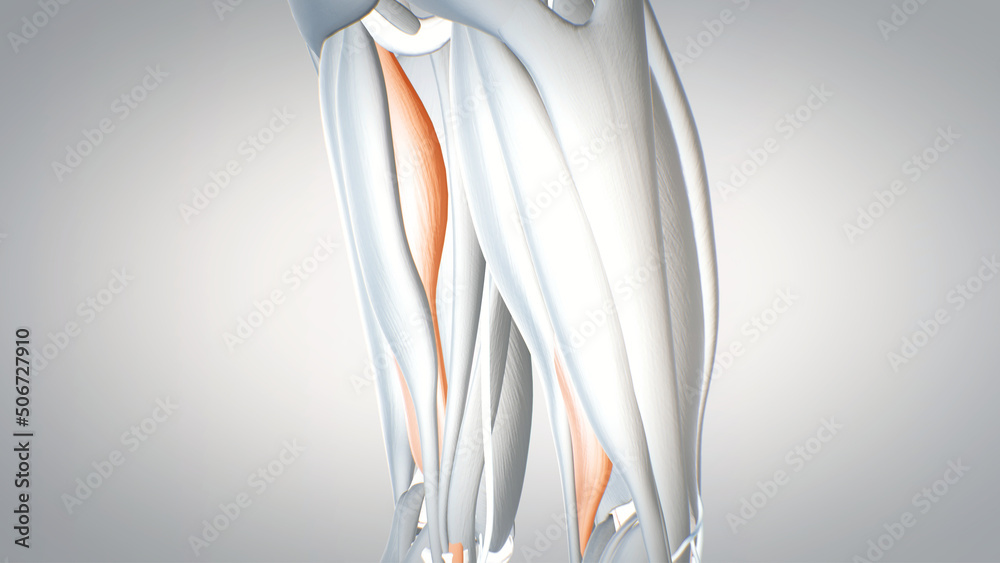 Gracilis muscle, leg muscles, detailed display of muscles, human ...