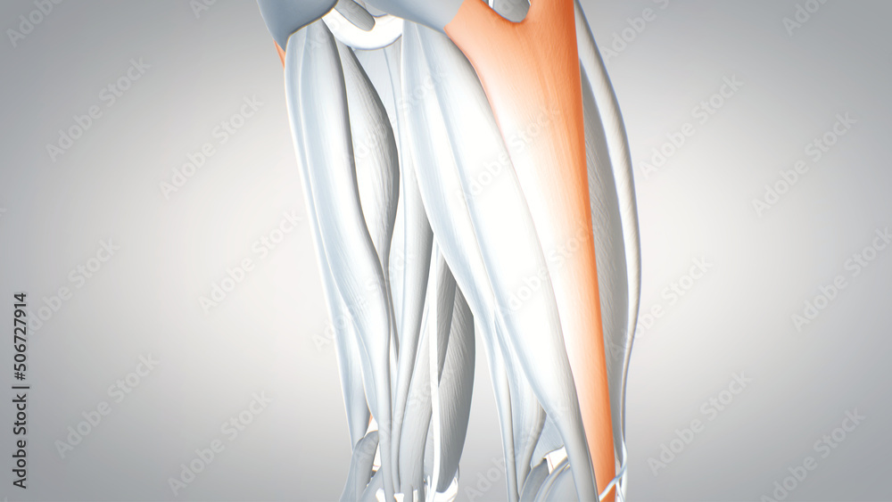 leg muscles, tensor fasciae latae, detailed display of muscles, human ...
