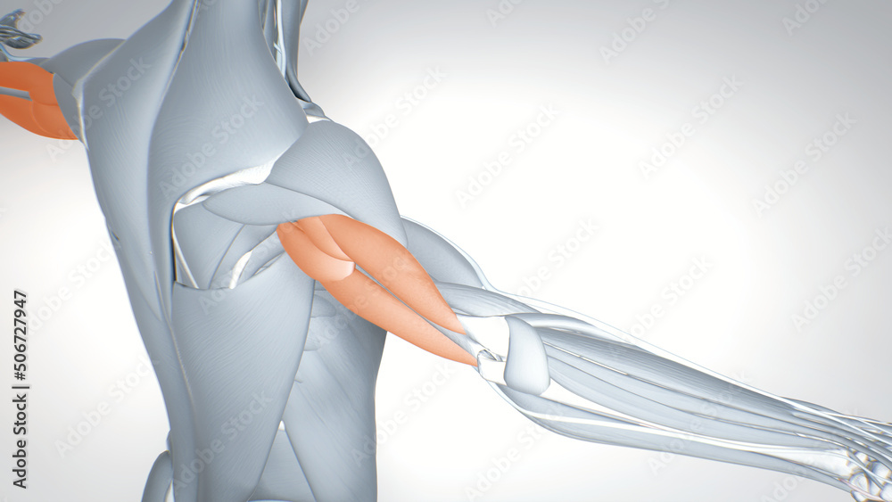 Triceps, arm muscles, human muscular system, 3D human anatomy, 3D ...