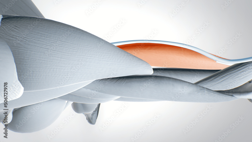 Biceps, arm muscles, human muscular system, 3D human anatomy, 3D render ...