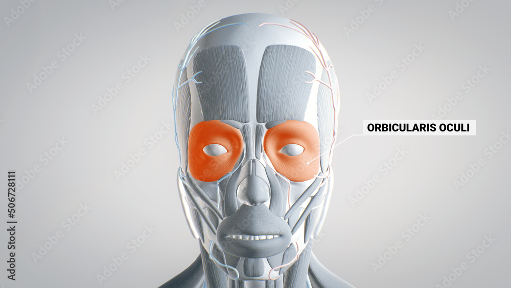 orbicularis oculi, muscles of the face, detailed display of face ...