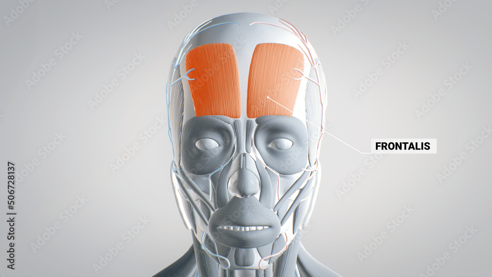 All muscles of the face, detailed display of face muscles, human ...
