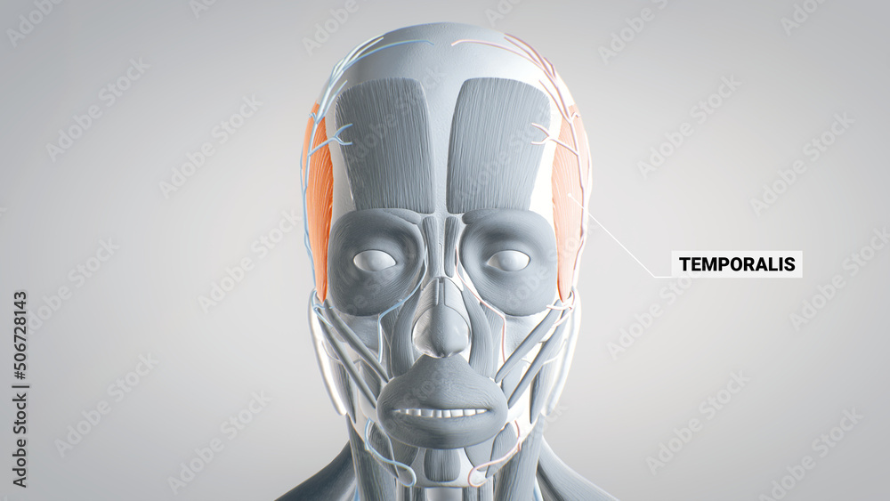 All muscles of the face, detailed display of face muscles, human ...